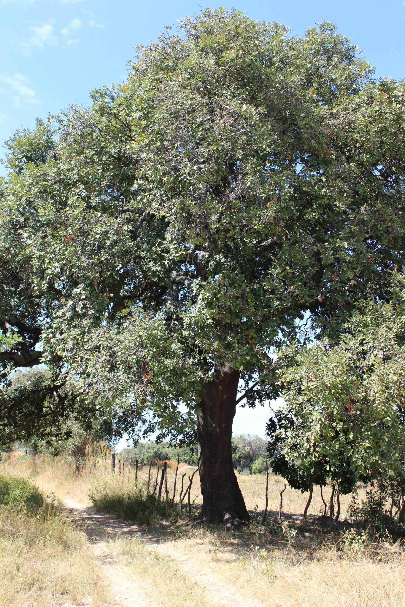 Untangle your roots from these amazing details on 15 of Zimbabwe’s ...