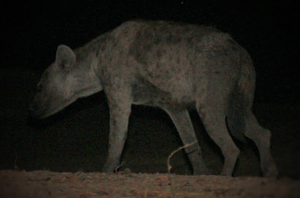 Bere zvarakatya, mapapata aro mangani? - ZimbOriginal