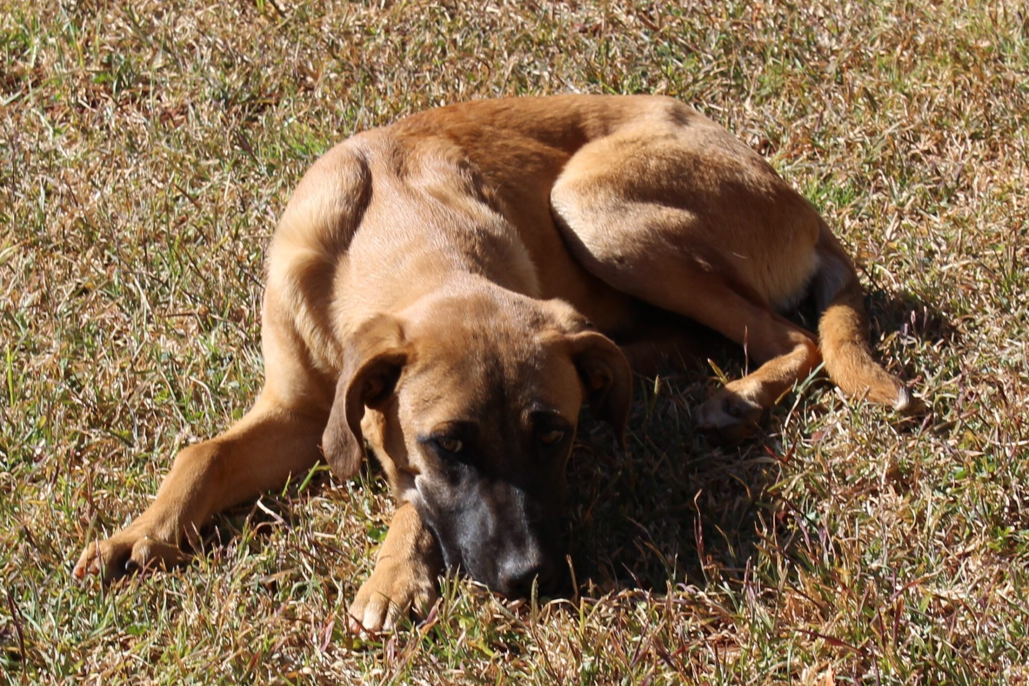 Madimikira in Shona novel 'Imbwa Nyoro' - ZimbOriginal