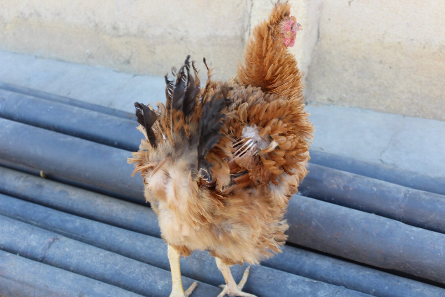 Madimikira| 20 idioms from the 1981 novel ‘China manenji hachifambisi’ - ZimbOriginal