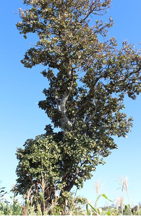 50 medicinal indigenous plants in Zimbabwe - ZimbOriginal